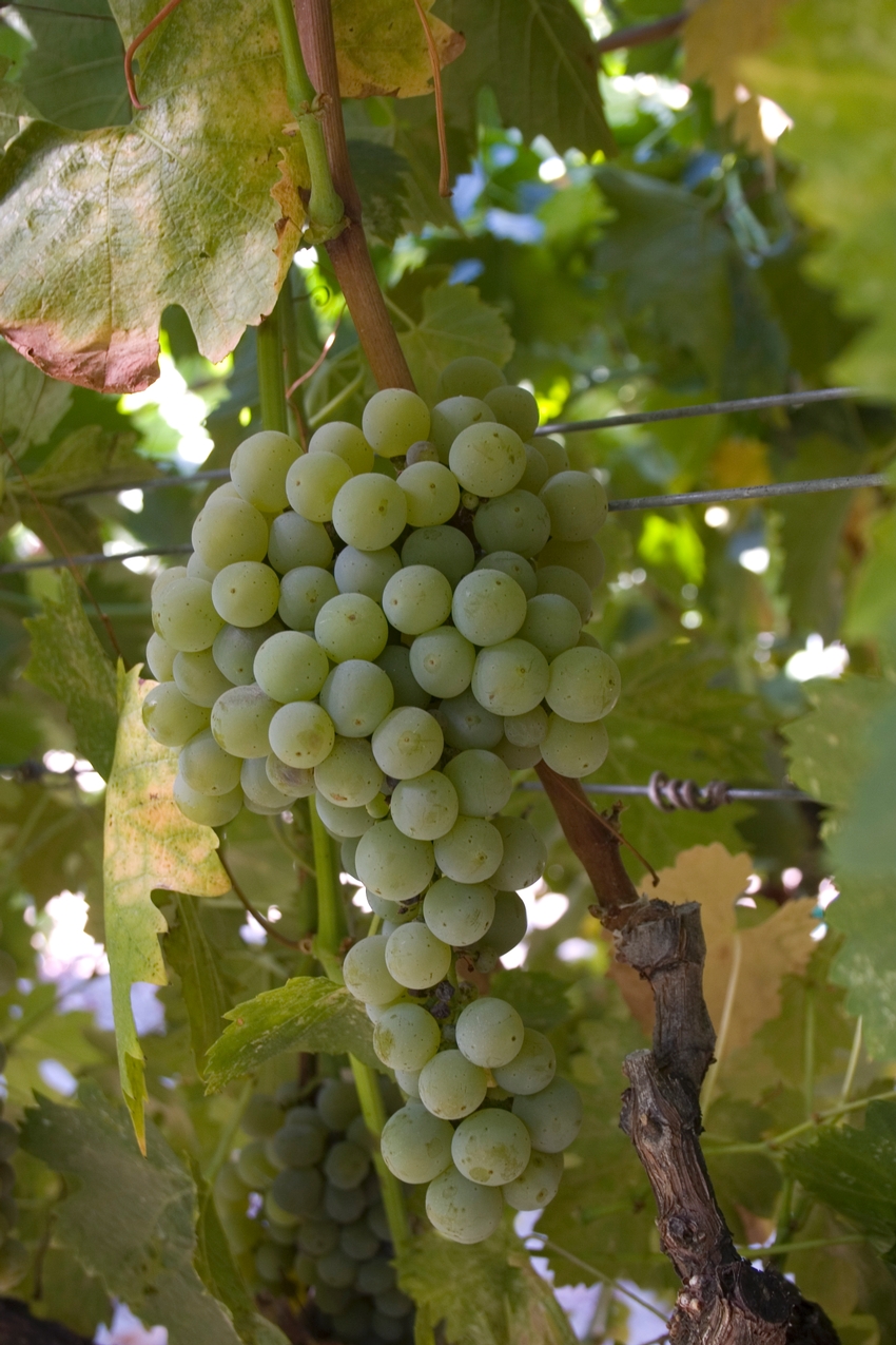 Foundation Plant Services