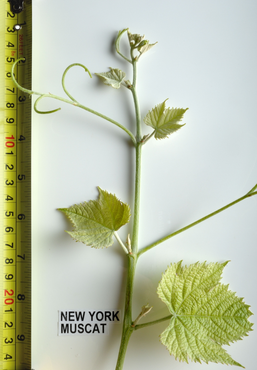 Foundation Plant Services