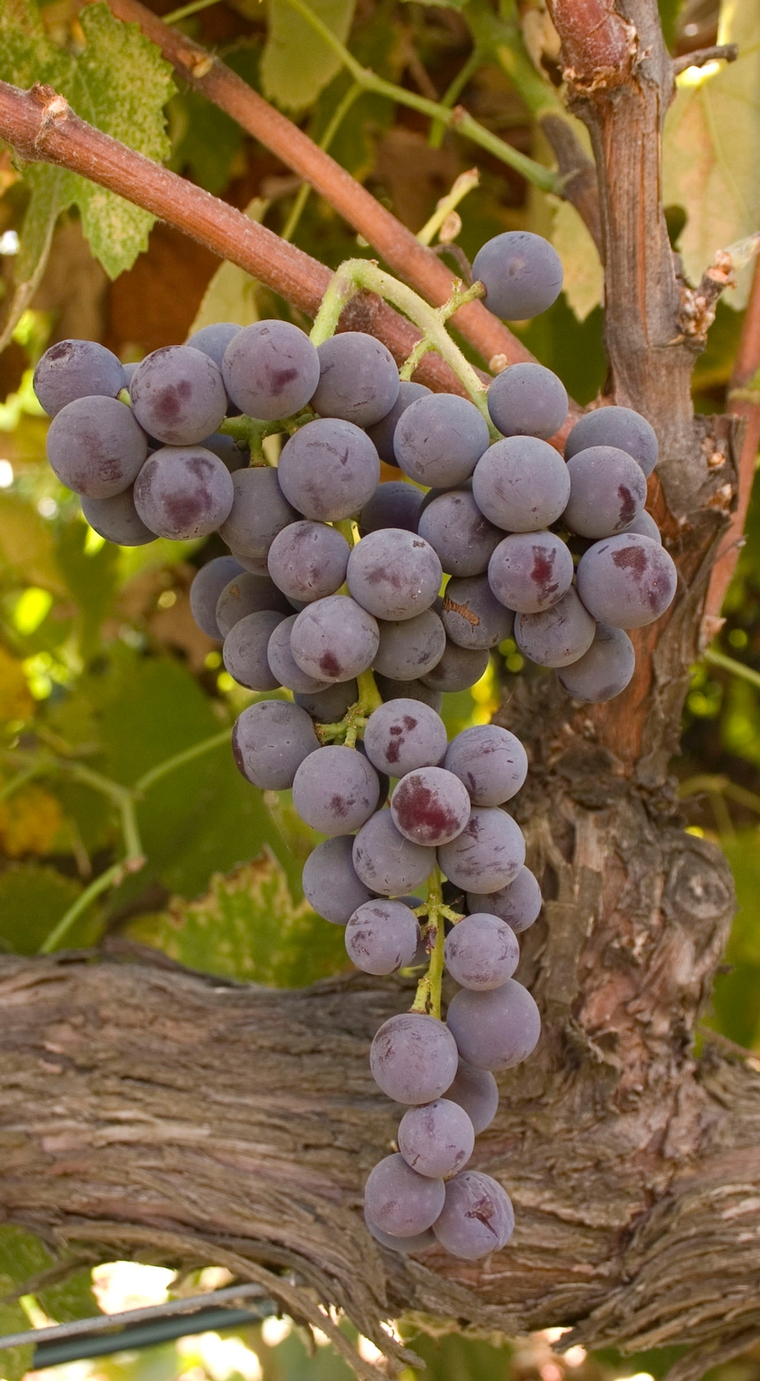 Foundation Plant Services