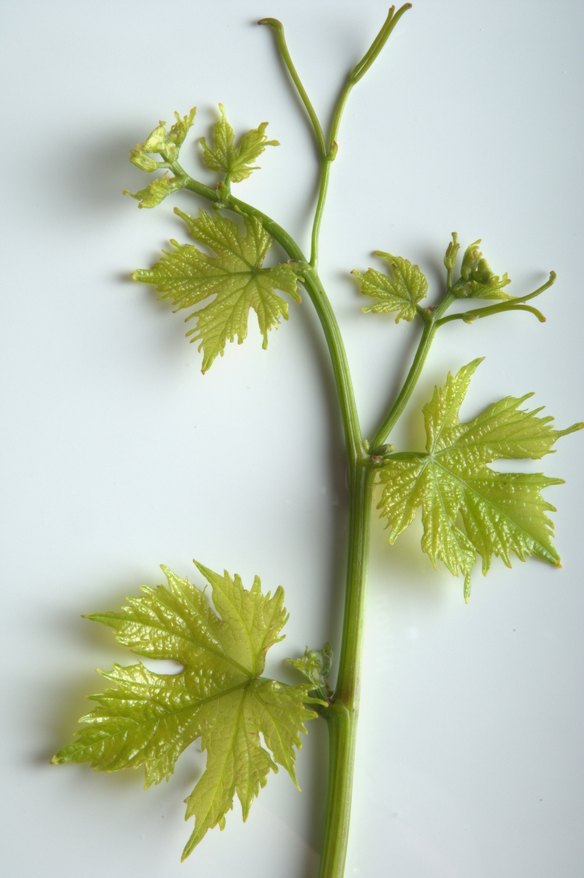 Foundation Plant Services