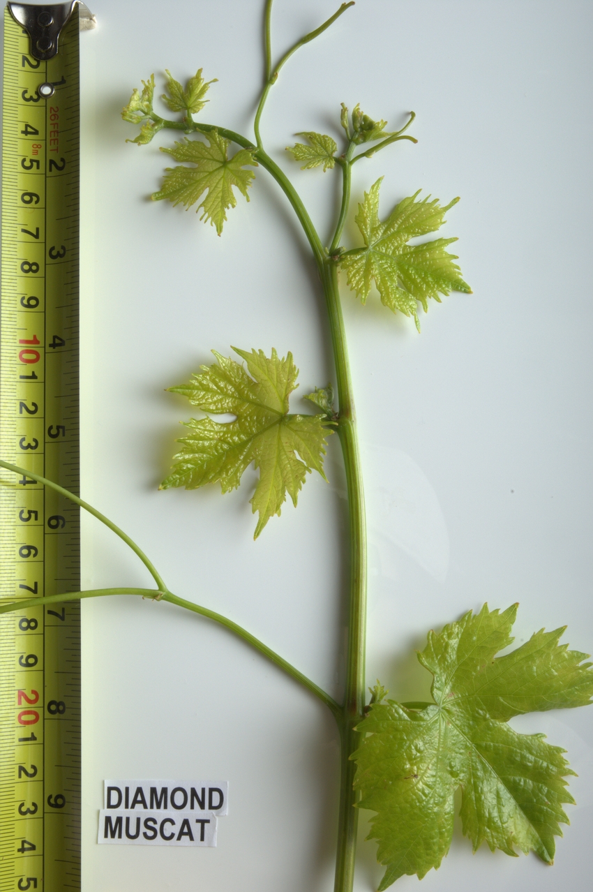 Foundation Plant Services