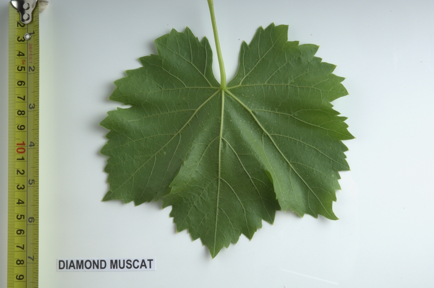 Foundation Plant Services