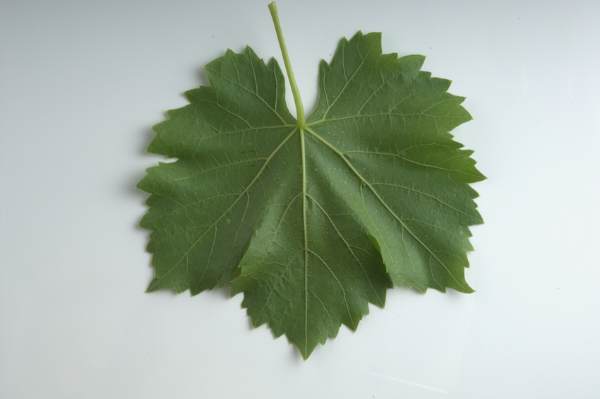 Foundation Plant Services