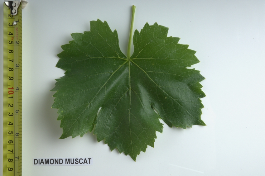 Foundation Plant Services