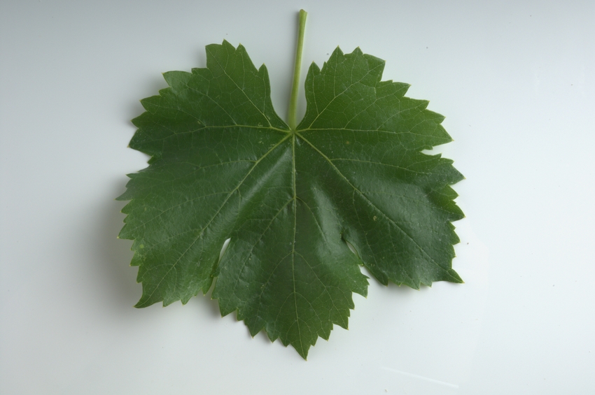 Foundation Plant Services