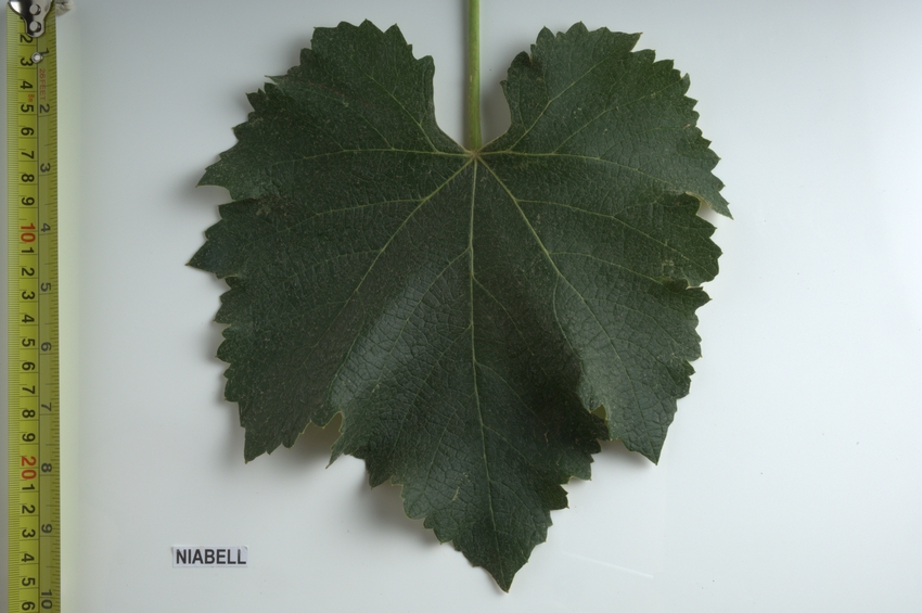 Foundation Plant Services