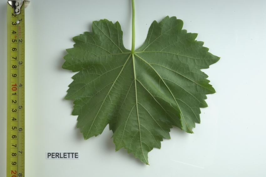 Foundation Plant Services