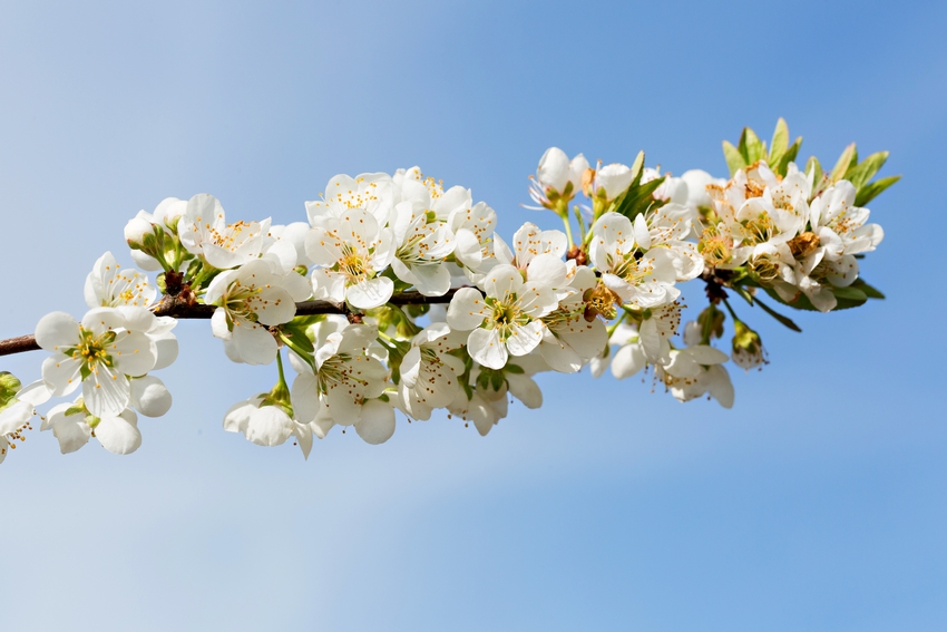 Foundation Plant Services