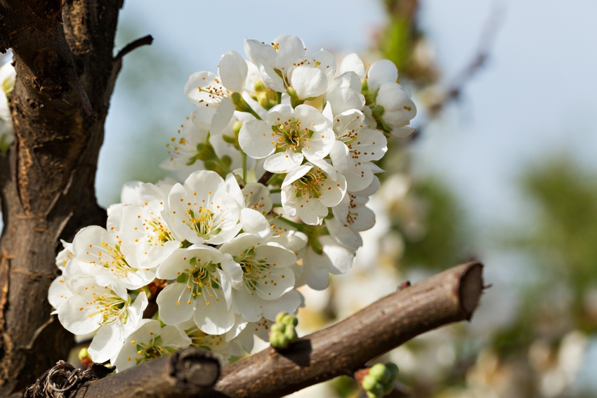 Foundation Plant Services