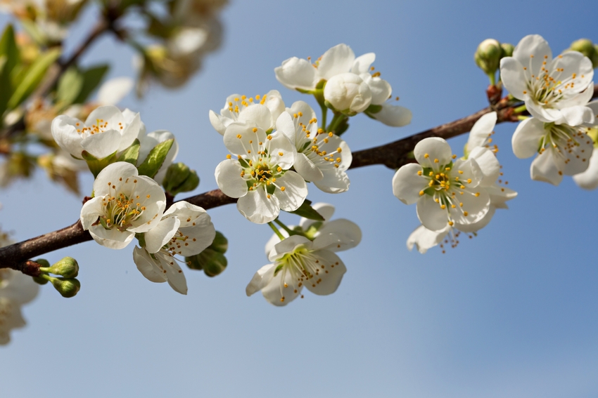 Foundation Plant Services