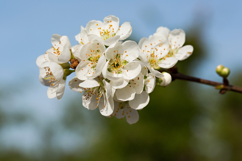 Foundation Plant Services