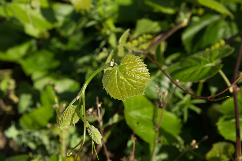 Foundation Plant Services