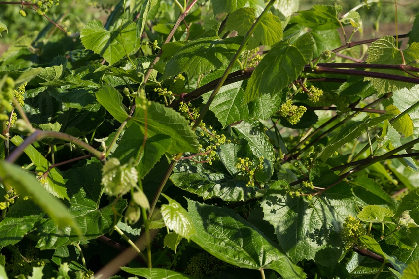 Foundation Plant Services