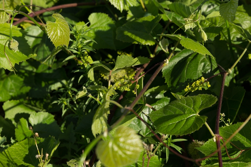 Foundation Plant Services