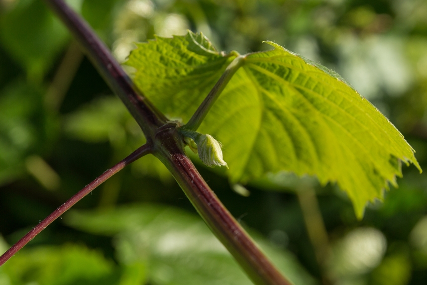 Foundation Plant Services