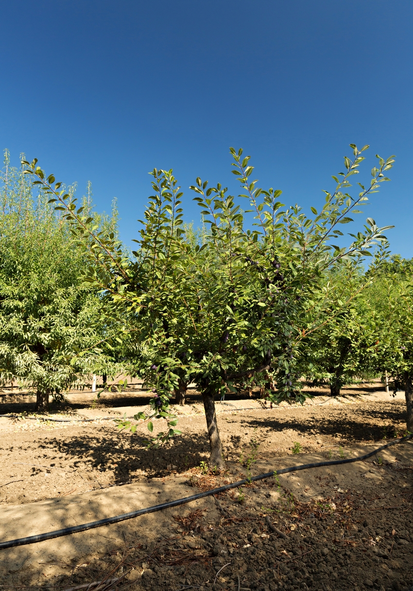 Foundation Plant Services