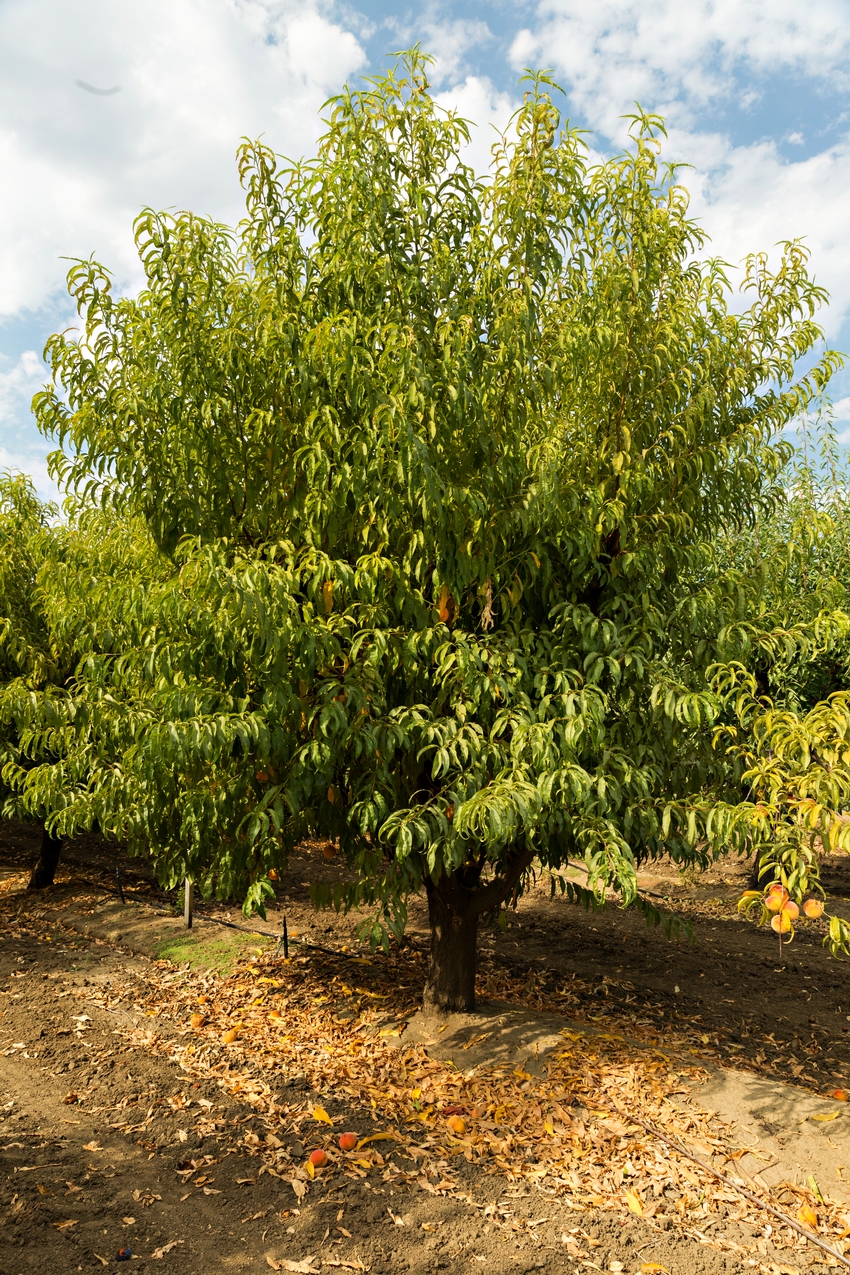 Foundation Plant Services