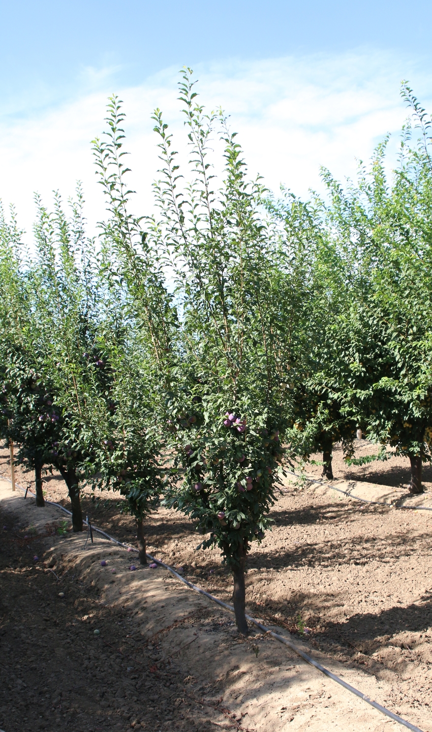 Foundation Plant Services