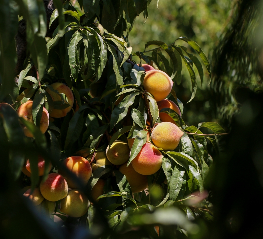 Foundation Plant Services